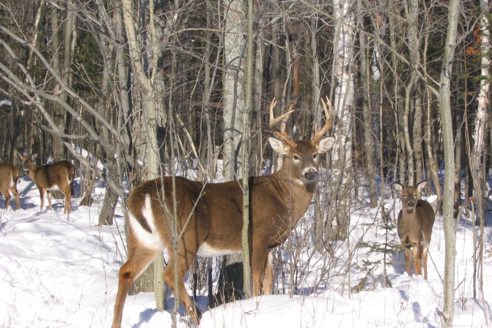 Cerf de Virginie : une saison record dans tout le Québec en 2024 ...